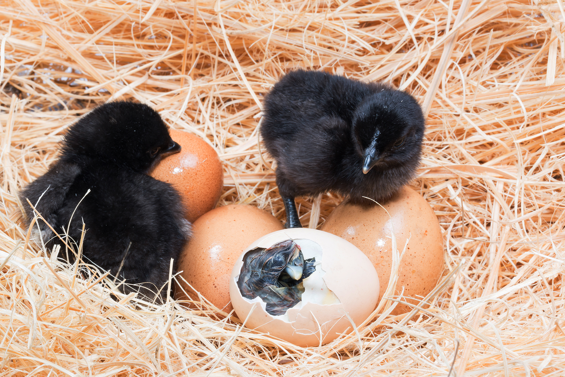 Handy Spreadsheet for Tracking Hatch Rates – Mother Earth News